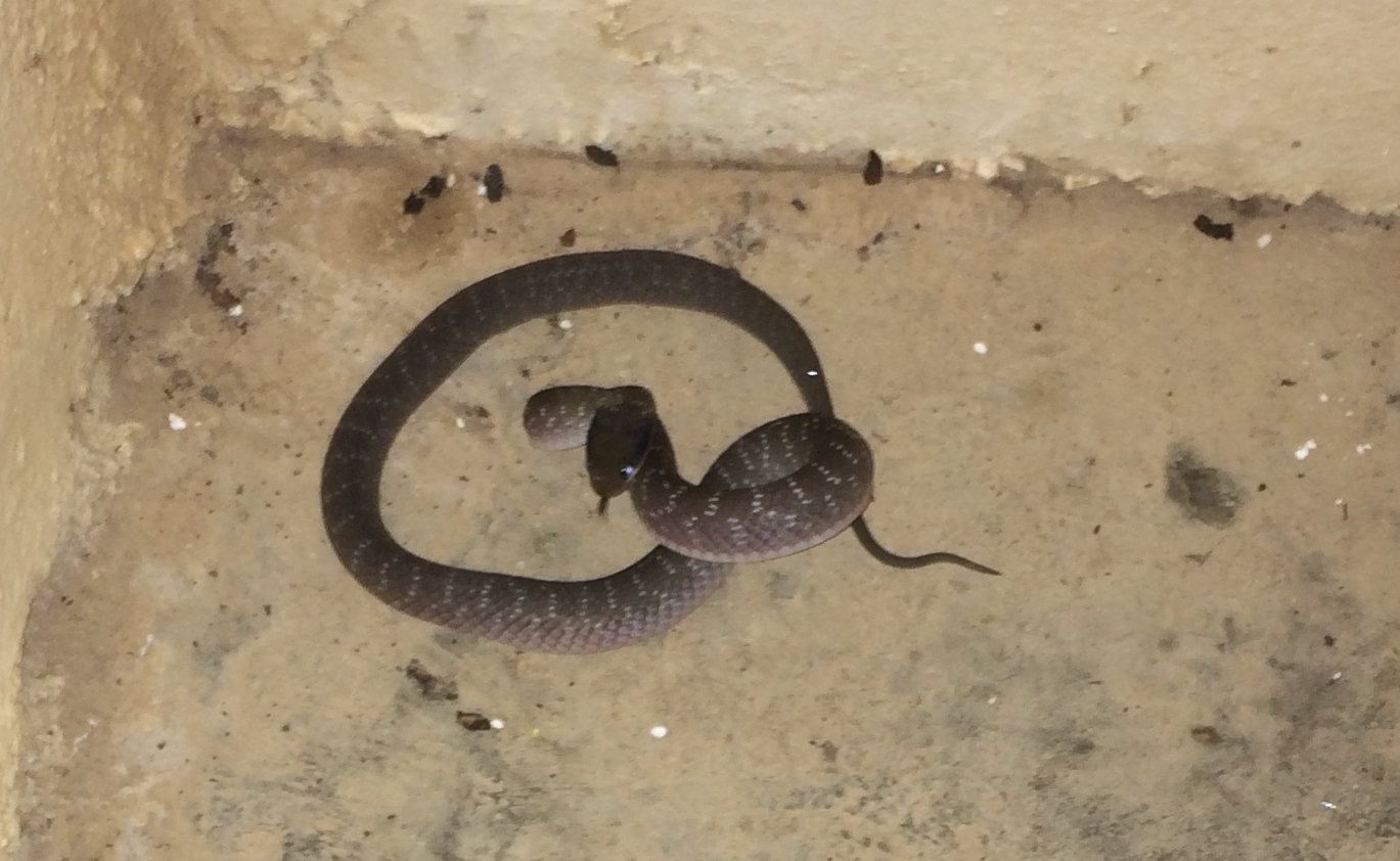 Nigerian Snake | Hugh's Curriculum Vitae